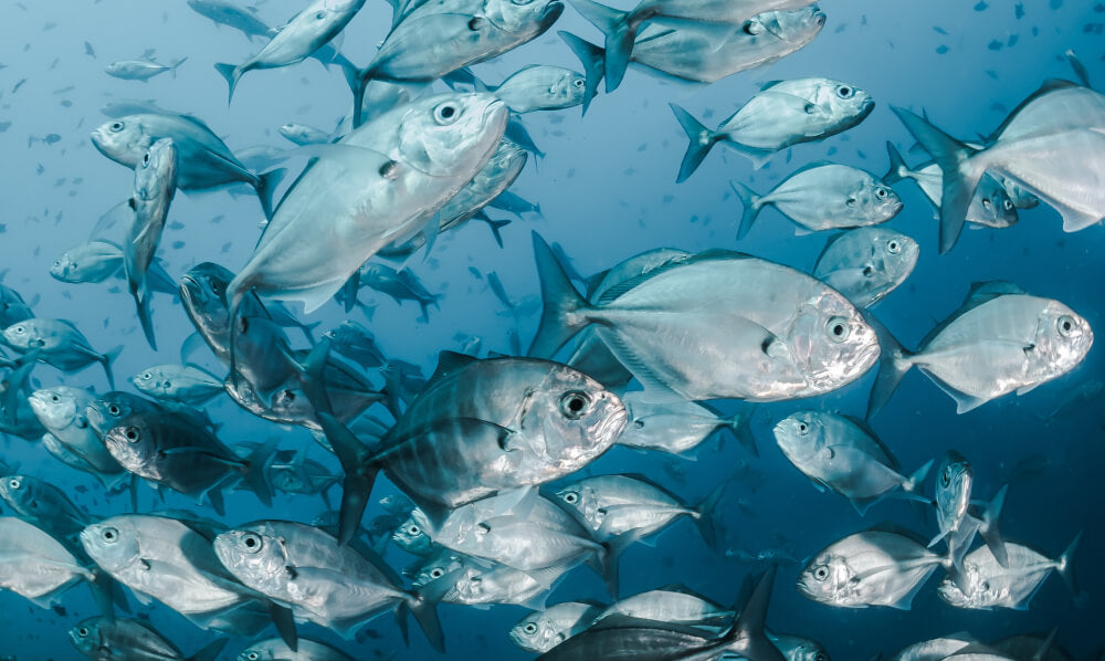 5 Jenis Ikan Air Laut Baik Untuk Kesehatan Hock